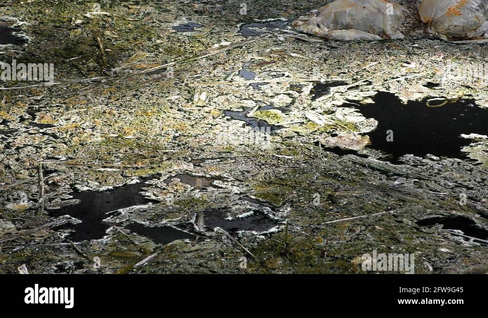 A polluted, bubbling, boiling, fermenting sulfur stinking mineral hot ...
