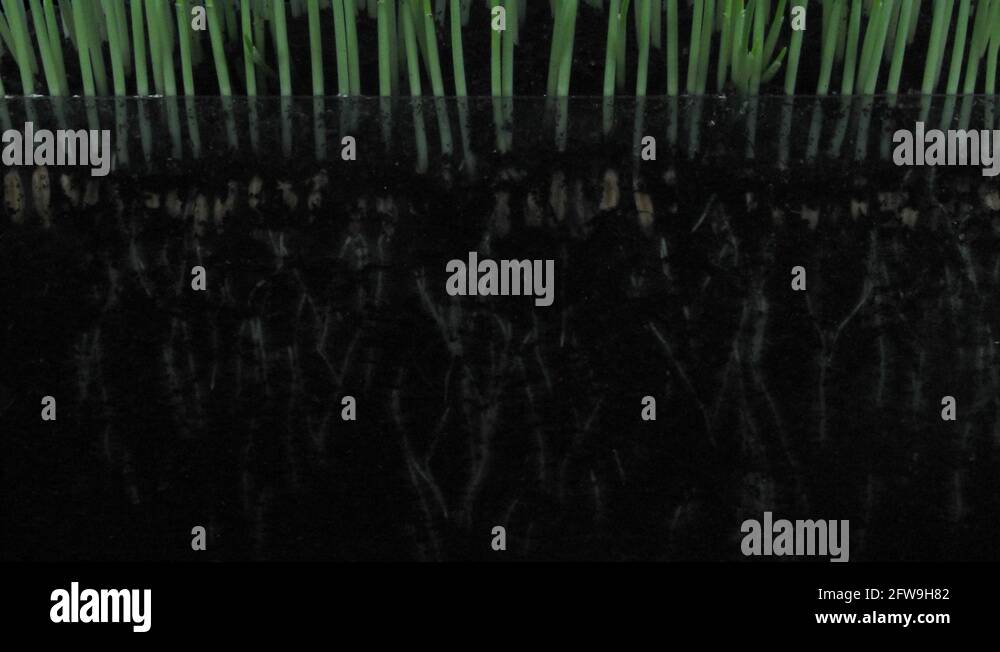 Barley seed germination Stock Videos & Footage - HD and 4K Video Clips ...