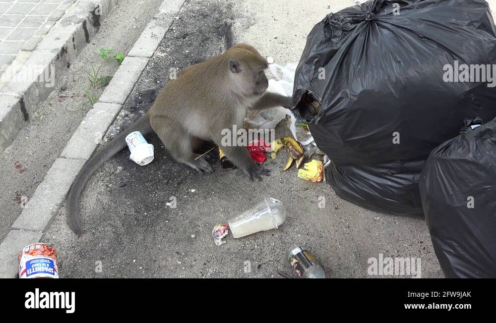 Monkey garbage Stock Videos & Footage - HD and 4K Video Clips - Alamy