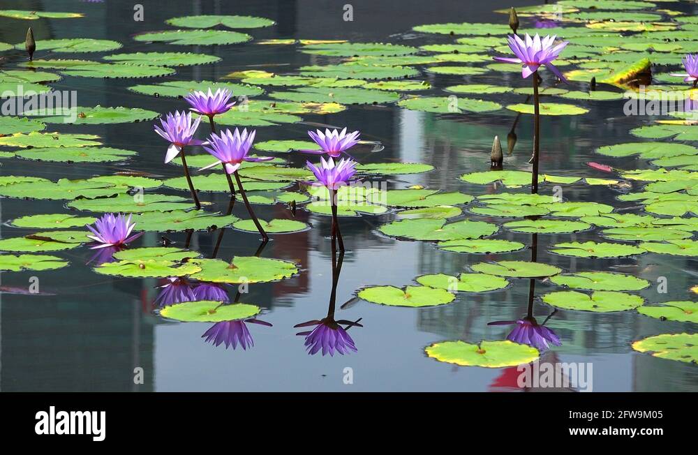 Singapore lilies Stock Videos & Footage - HD and 4K Video Clips - Alamy