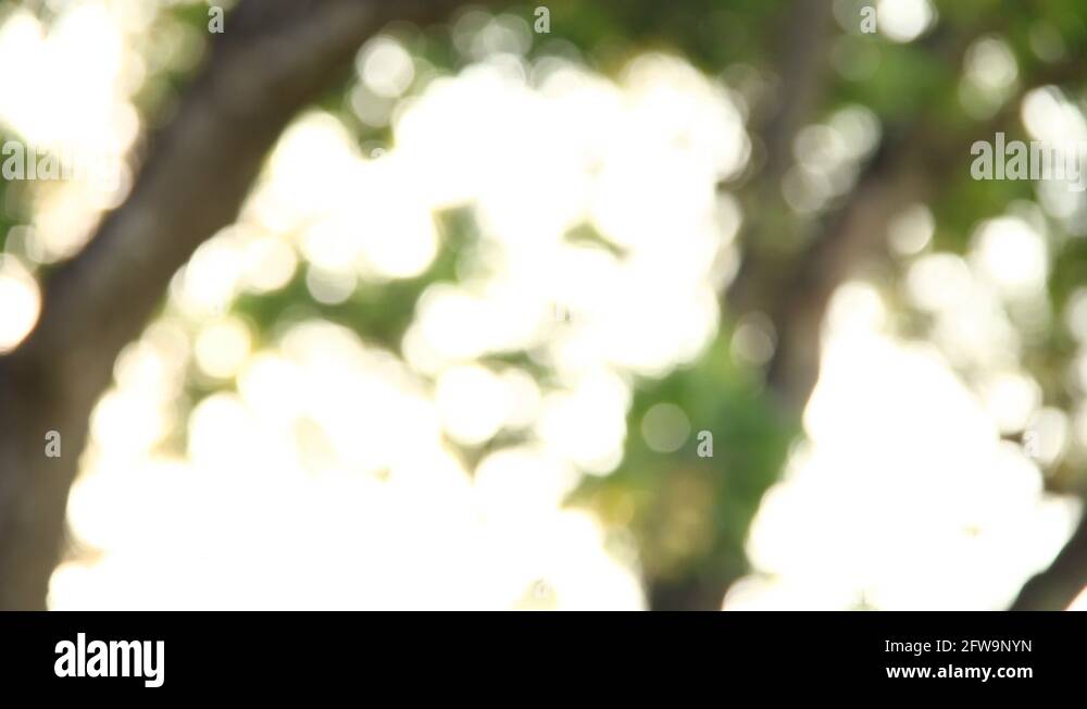 Blurred tree Stock Videos & Footage - HD and 4K Video Clips - Alamy