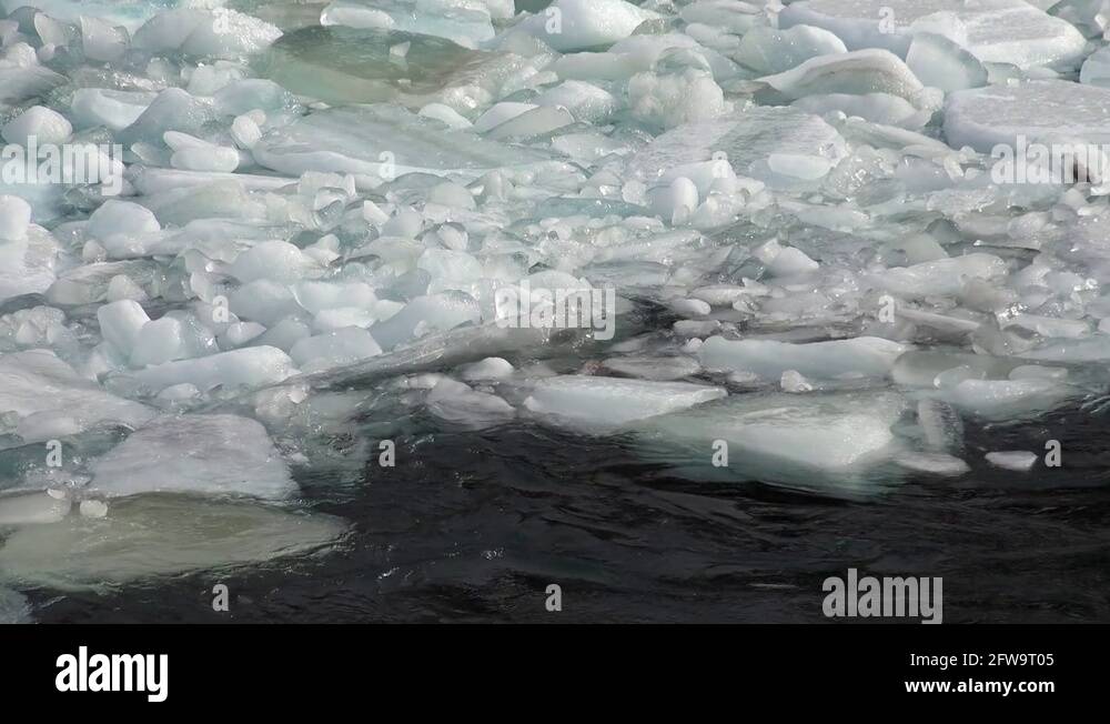 Floating of ice and sludge on Altai river Katun in winter season Stock ...