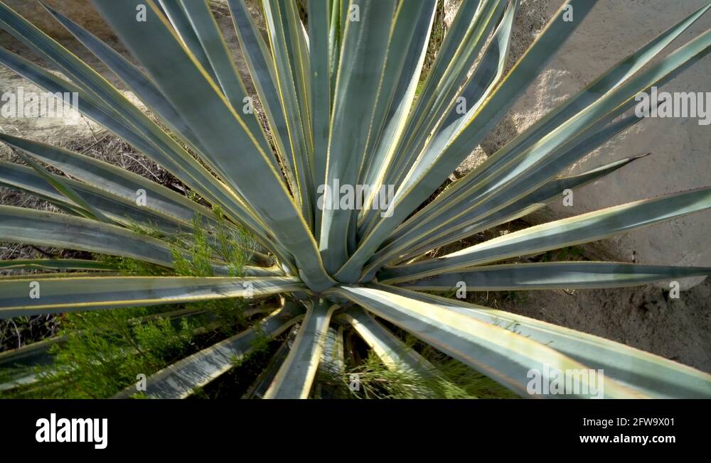 Agave varieties Stock Videos & Footage - HD and 4K Video Clips - Alamy