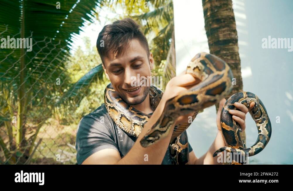 Young attractive male tourist stares and smiles at a Burmese python ...