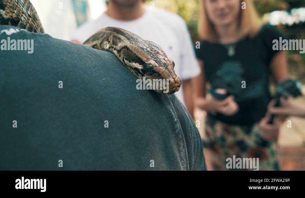 Snake on shoulder Stock Videos & Footage - HD and 4K Video Clips - Alamy