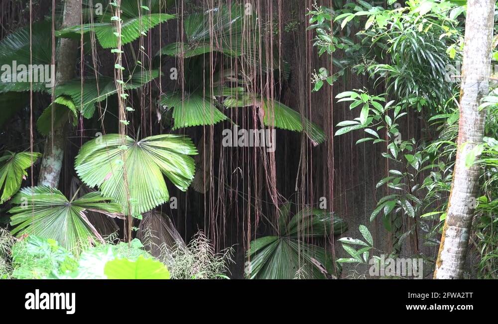 Rainforest vegetation Stock Videos & Footage - HD and 4K Video Clips ...