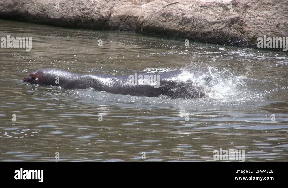 Hippo tail Stock Videos & Footage - HD and 4K Video Clips - Alamy