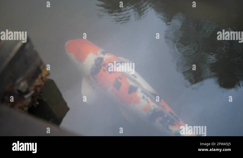 Koi fish swimming in slow motion while rain drops hit the surface of ...