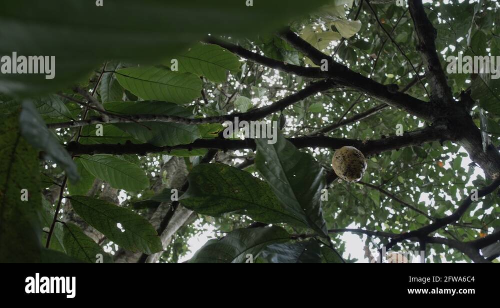 Coco film Stock Videos & Footage - HD and 4K Video Clips - Alamy