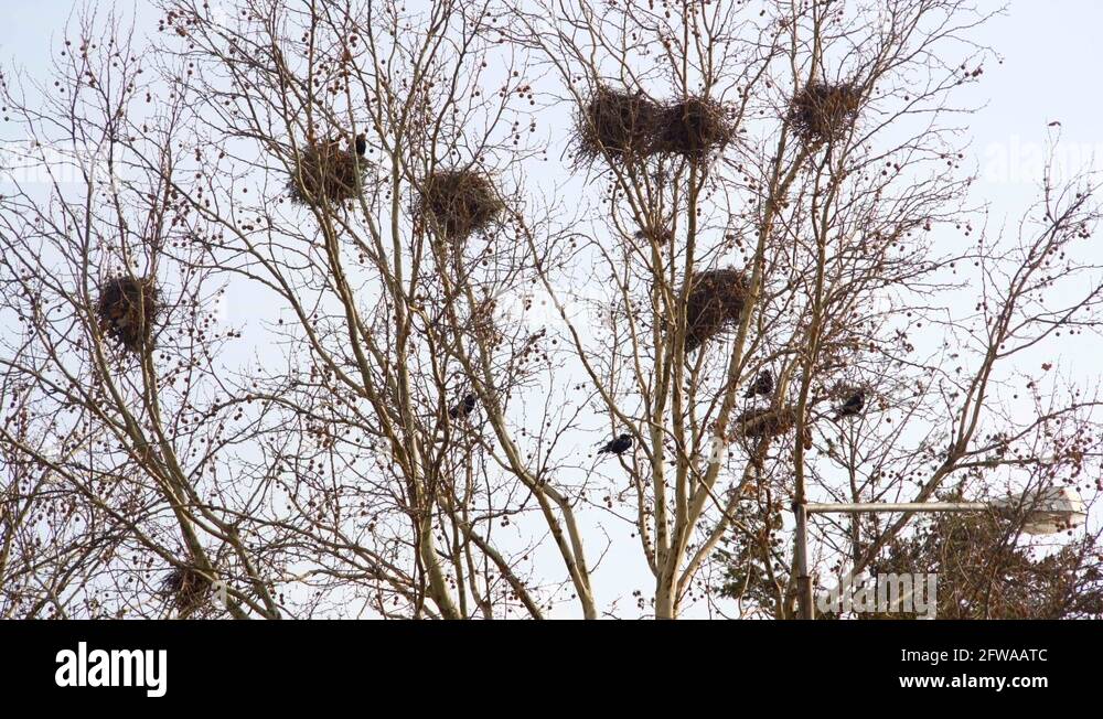 Protecting bird Stock Videos & Footage - HD and 4K Video Clips - Alamy