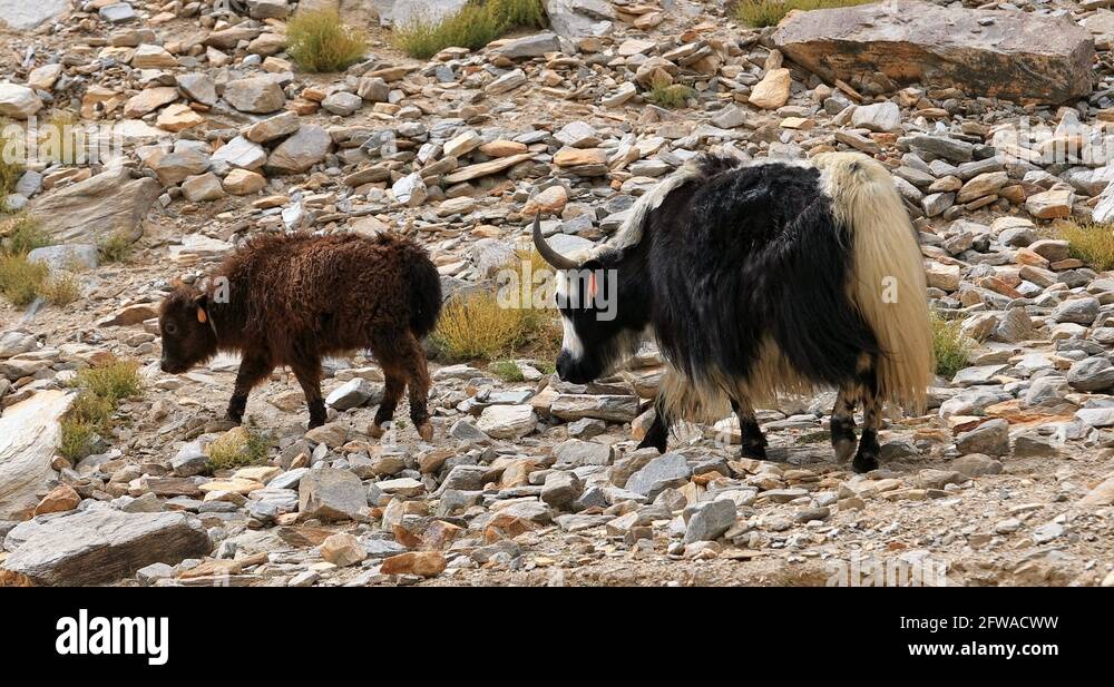 Mother yak and baby calf of domestic himalayan livestock walk on rocky ...