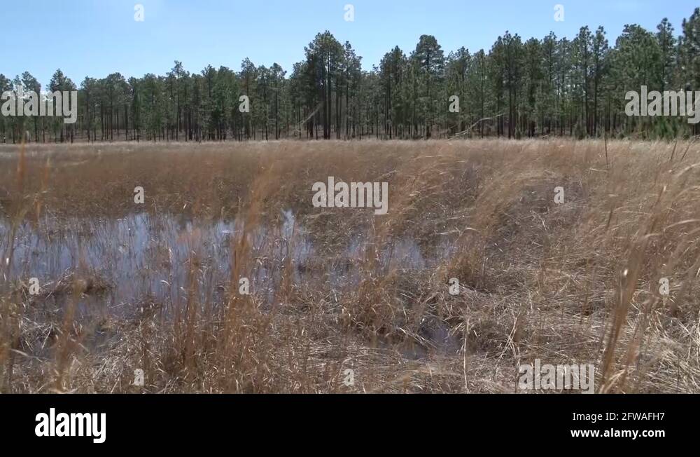 Ephemeral Stock Videos & Footage - HD and 4K Video Clips - Alamy