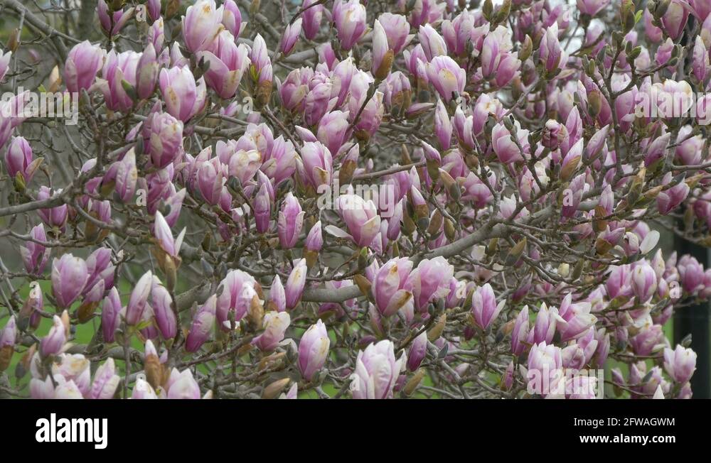 French botanist pierre magnol Stock Videos & Footage - HD and 4K Video ...