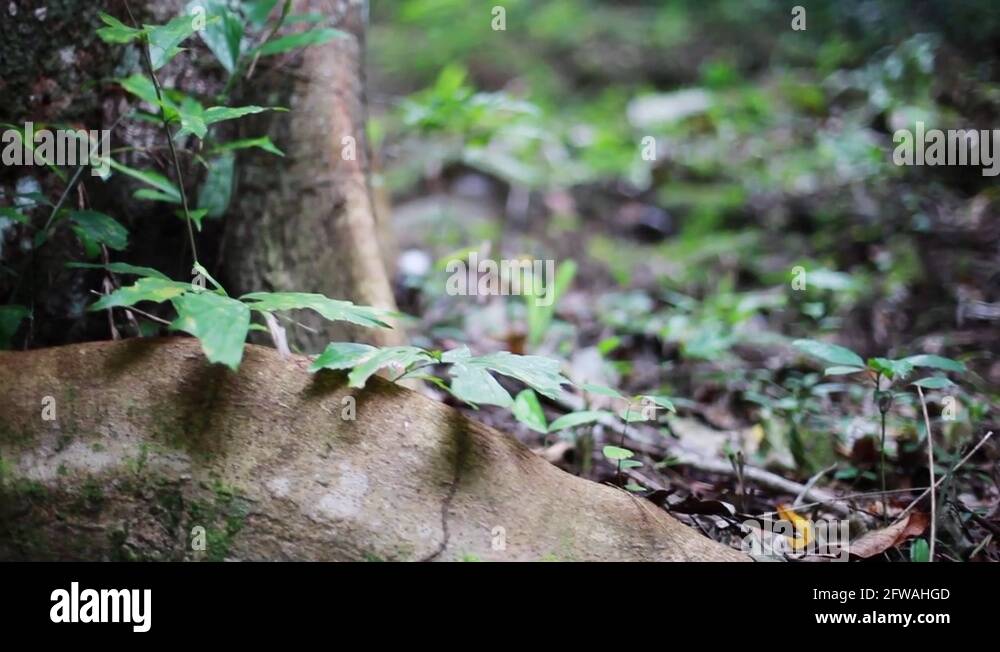 Plants with deep roots Stock Videos & Footage - HD and 4K Video Clips ...