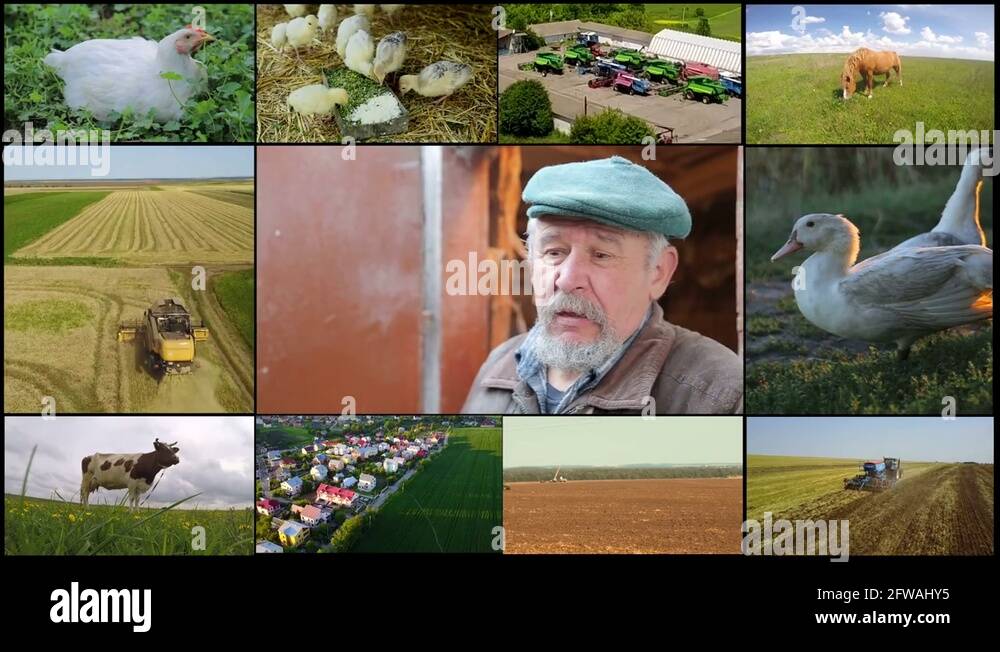 Chicken sheep animals farm Stock Videos & Footage - HD and 4K Video ...