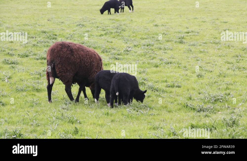 Ewe and lambs in field uk Stock Videos & Footage - HD and 4K Video ...
