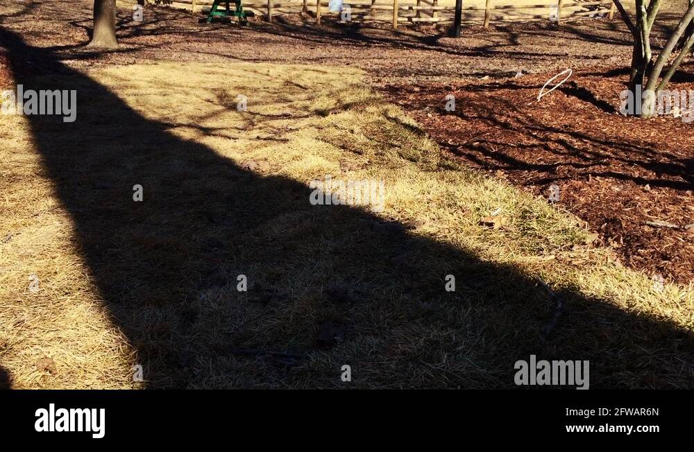 Long tree shadow Stock Videos & Footage - HD and 4K Video Clips - Alamy