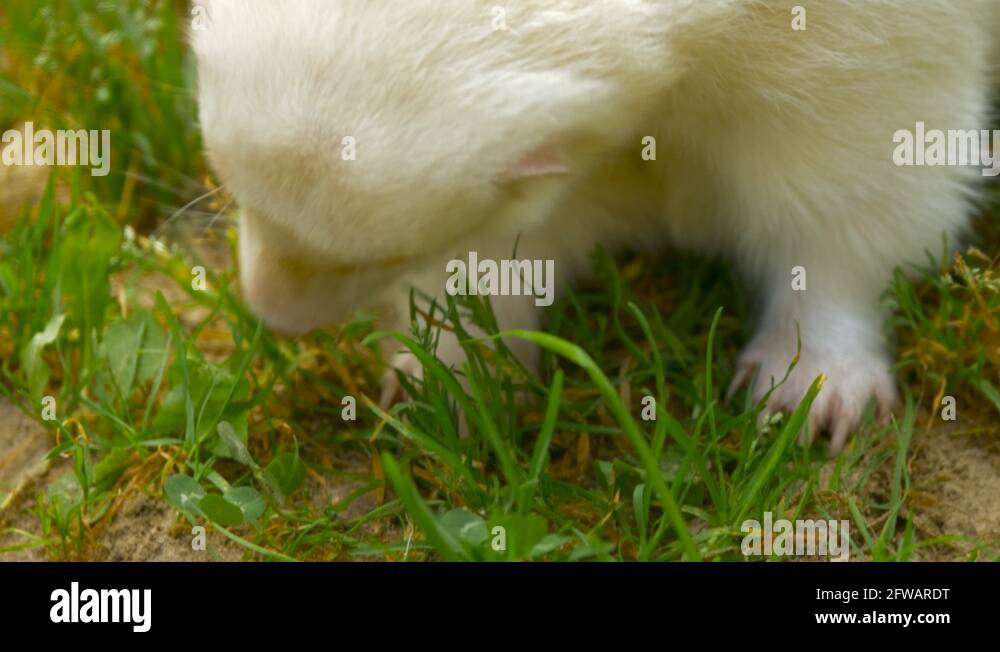 Skunk bear Stock Videos & Footage - HD and 4K Video Clips - Alamy