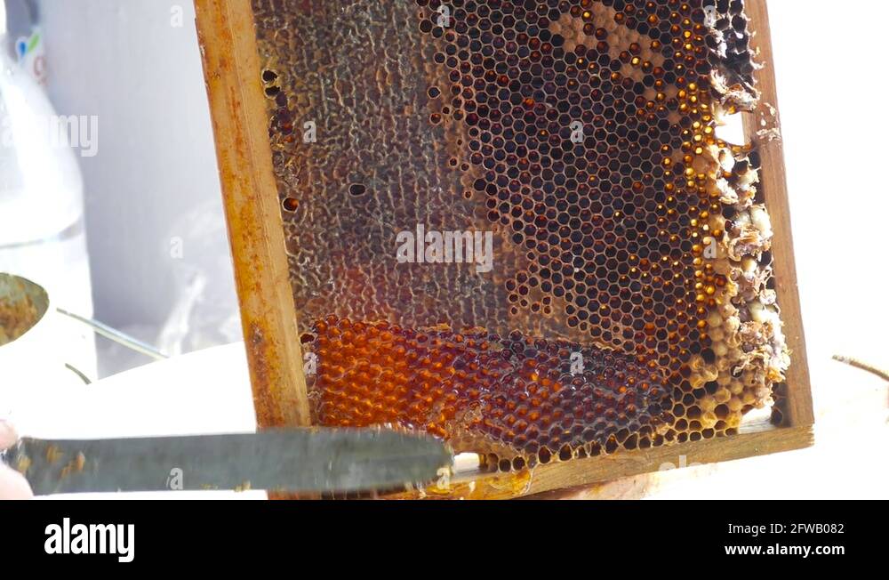 Filled cells Stock Videos & Footage - HD and 4K Video Clips - Alamy