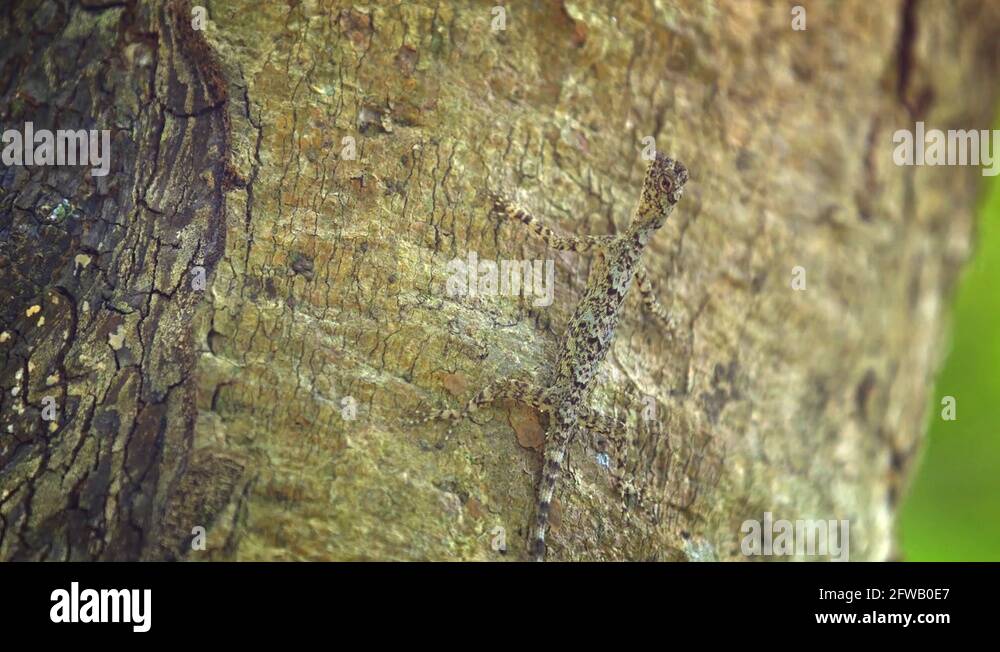 Mimicry - Draco maculatus (spotted flying dragon) on tree bark Stock ...