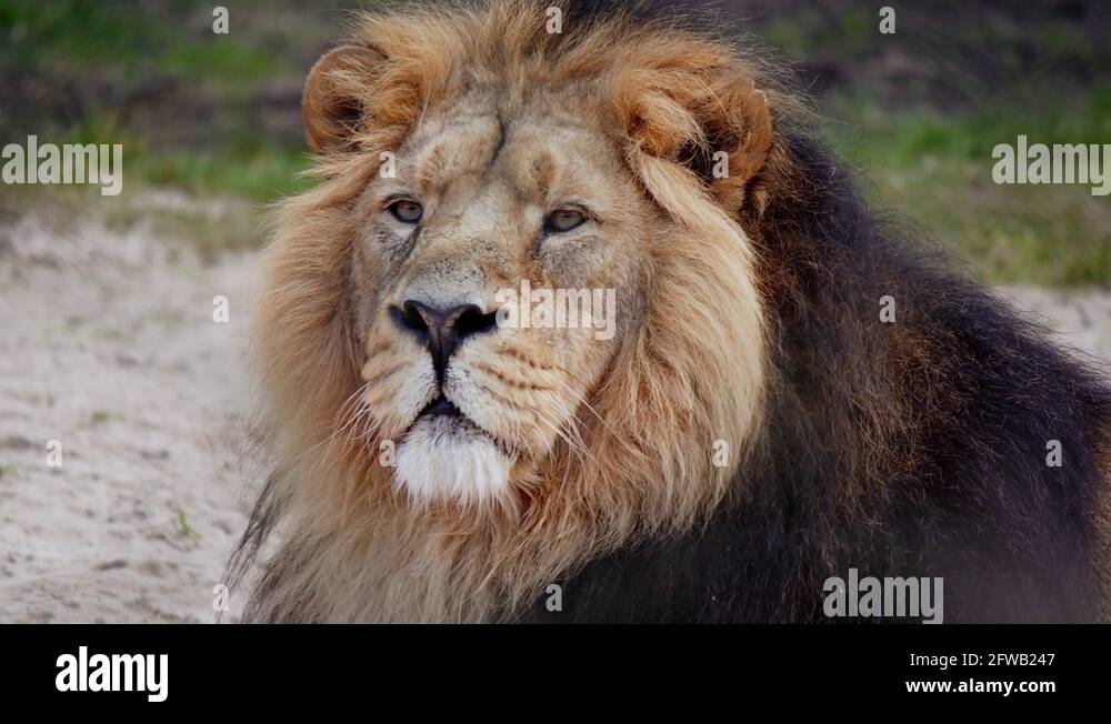 Asiatic lion male india Stock Videos & Footage - HD and 4K Video Clips ...
