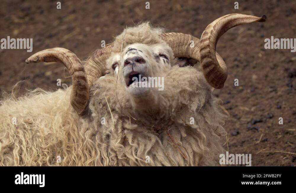 Farm ram with horns Stock Videos & Footage - HD and 4K Video Clips - Alamy