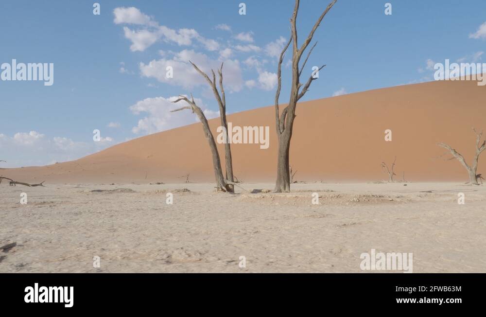 Trees of namibia Stock Videos & Footage - HD and 4K Video Clips - Alamy