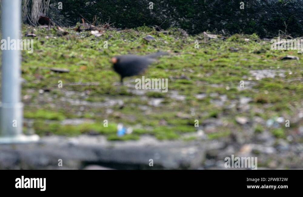 Bird eating an earthworm Stock Videos & Footage - HD and 4K Video Clips ...