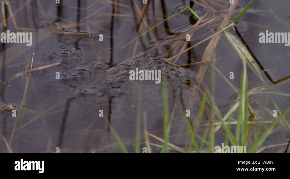 Amphibian spawn europe Stock Videos & Footage - HD and 4K Video Clips ...