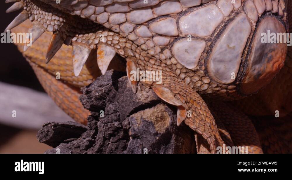 Dragon iguana Stock Videos & Footage - HD and 4K Video Clips - Alamy