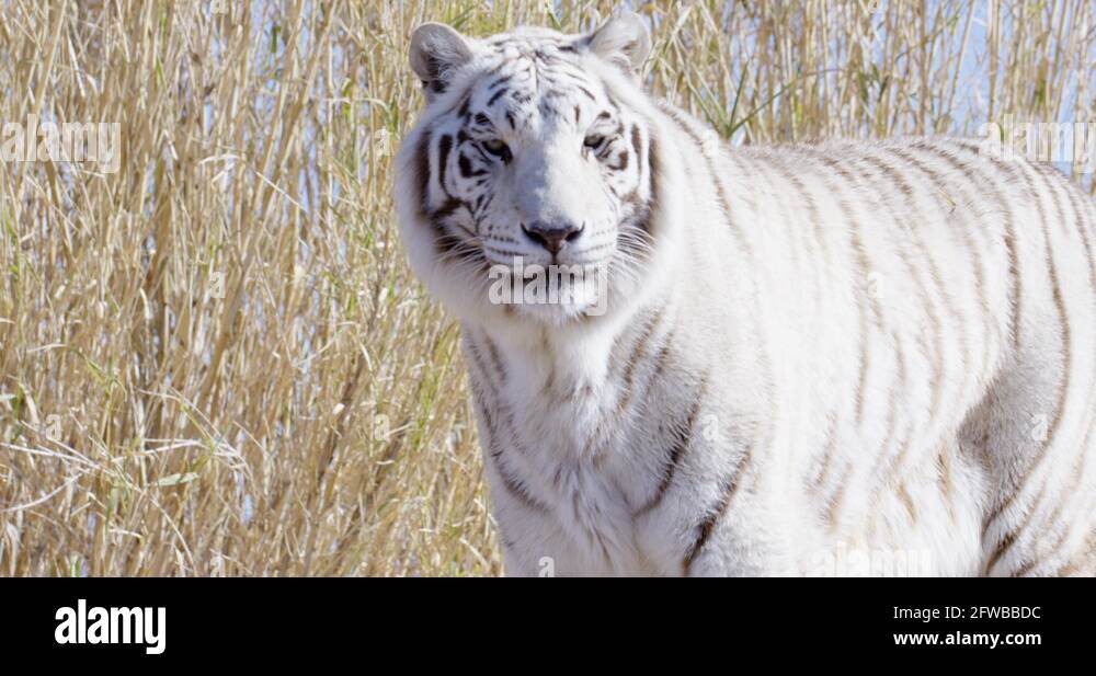 Bengal tiger is grass Stock Videos & Footage - HD and 4K Video Clips ...