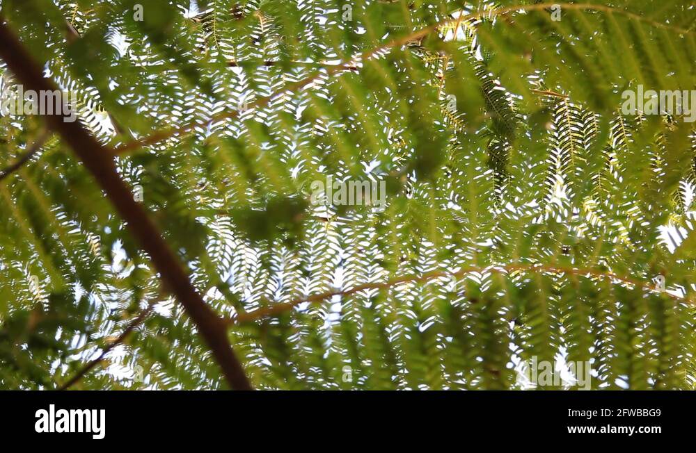 Tree fern Stock Videos & Footage - HD and 4K Video Clips - Alamy