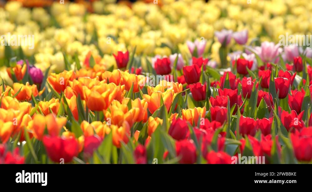 Spring follower Stock Videos & Footage - HD and 4K Video Clips - Alamy