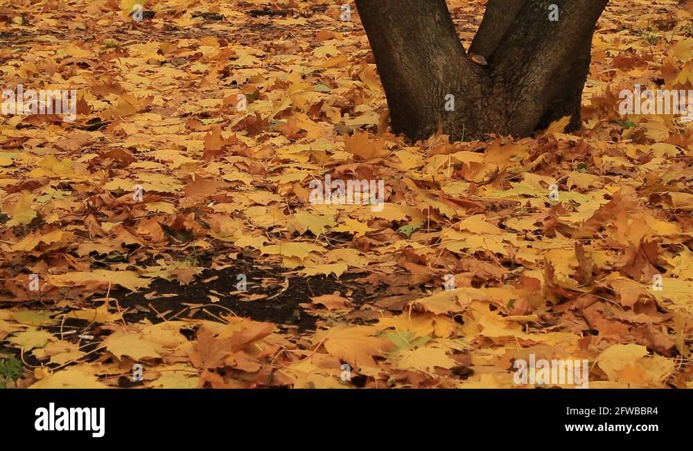 Autumn leaves falling from trees - HD 1920X1080 Stock Video Footage - Alamy