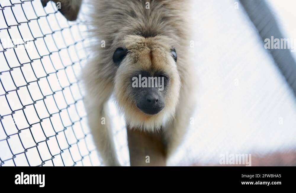 Ape looking into camera Stock Videos & Footage - HD and 4K Video Clips ...