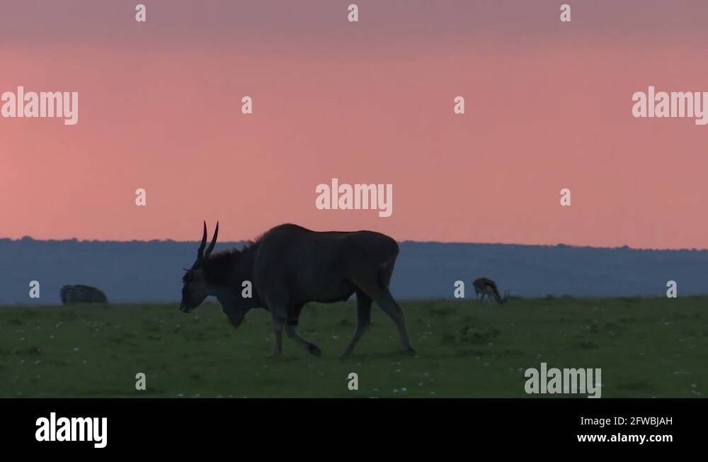Eland silhouette Stock Videos & Footage - HD and 4K Video Clips - Alamy