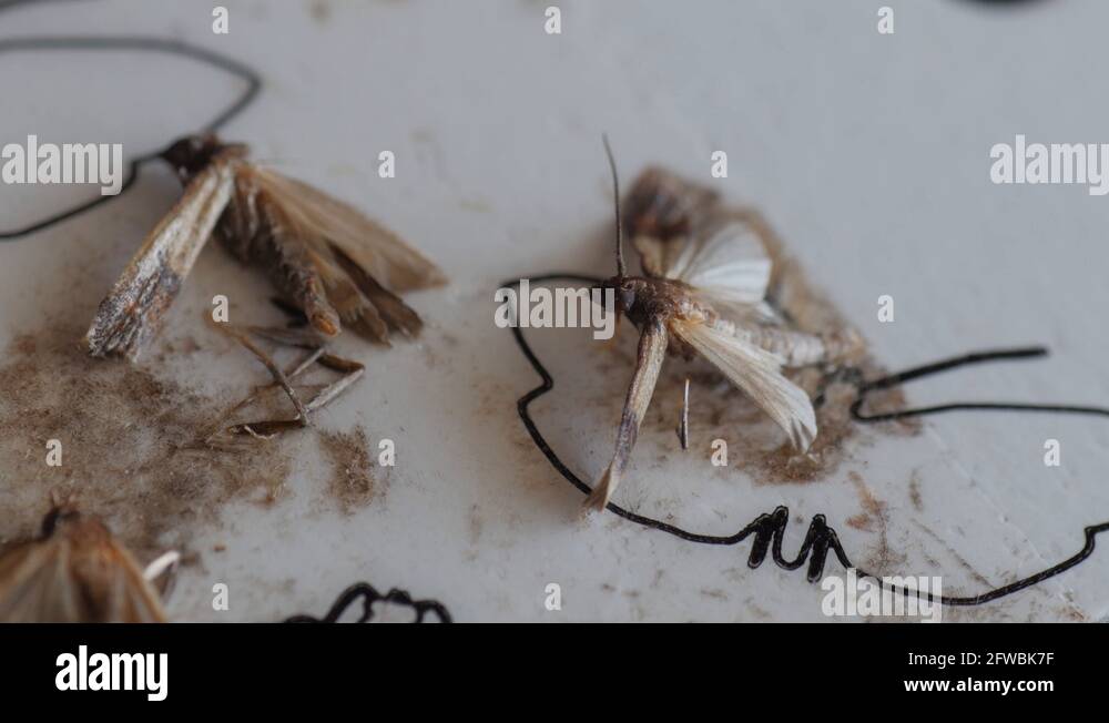 Dead moths Stock Videos & Footage - HD and 4K Video Clips - Alamy
