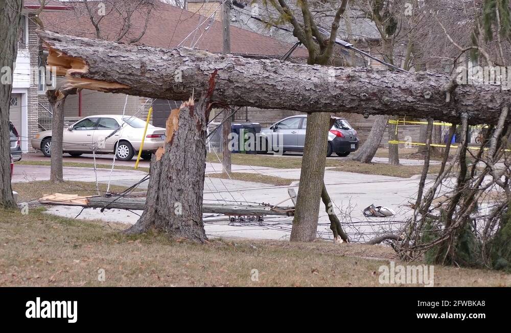 Trees and hydro power lines down as severe wind storm hits city Stock ...