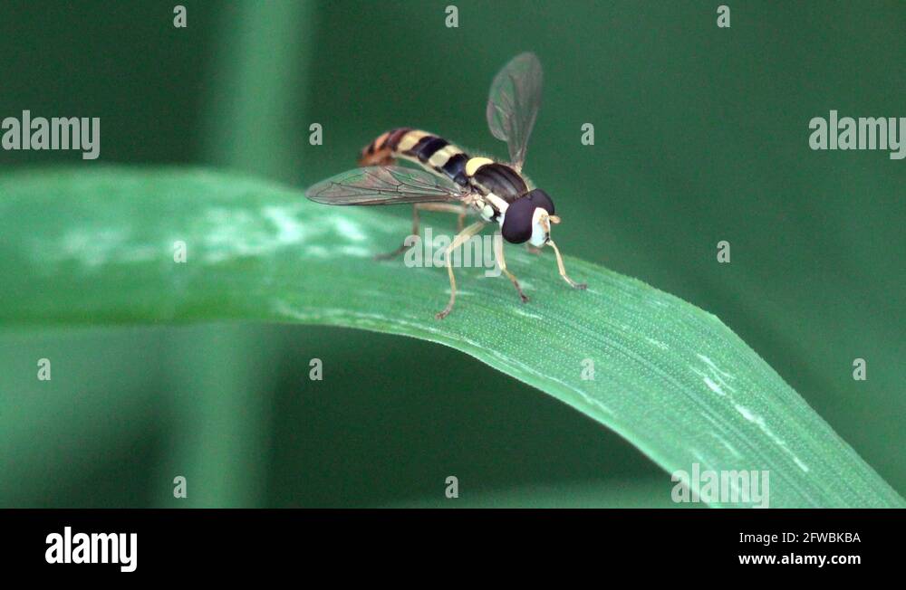 Sphaerophoria rueppellii Stock Videos & Footage - HD and 4K Video Clips ...