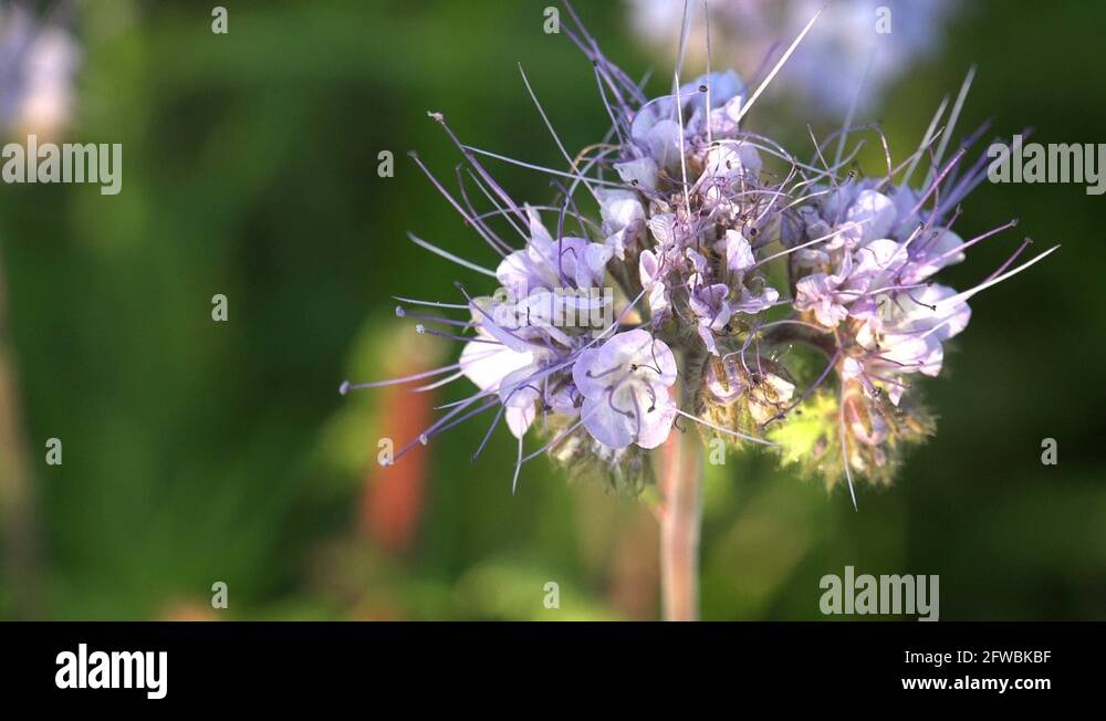 Beige insect Stock Videos & Footage - HD and 4K Video Clips - Alamy