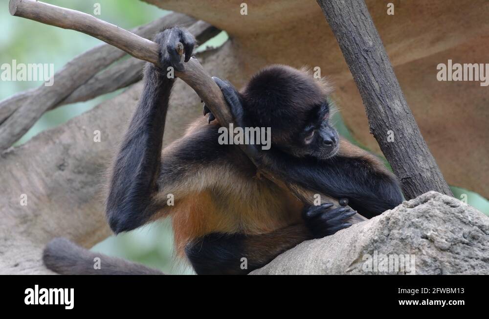 Monkey sleeping in tree Stock Videos & Footage - HD and 4K Video Clips ...