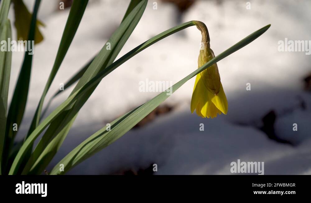Drooping with flowers Stock Videos & Footage - HD and 4K Video Clips ...
