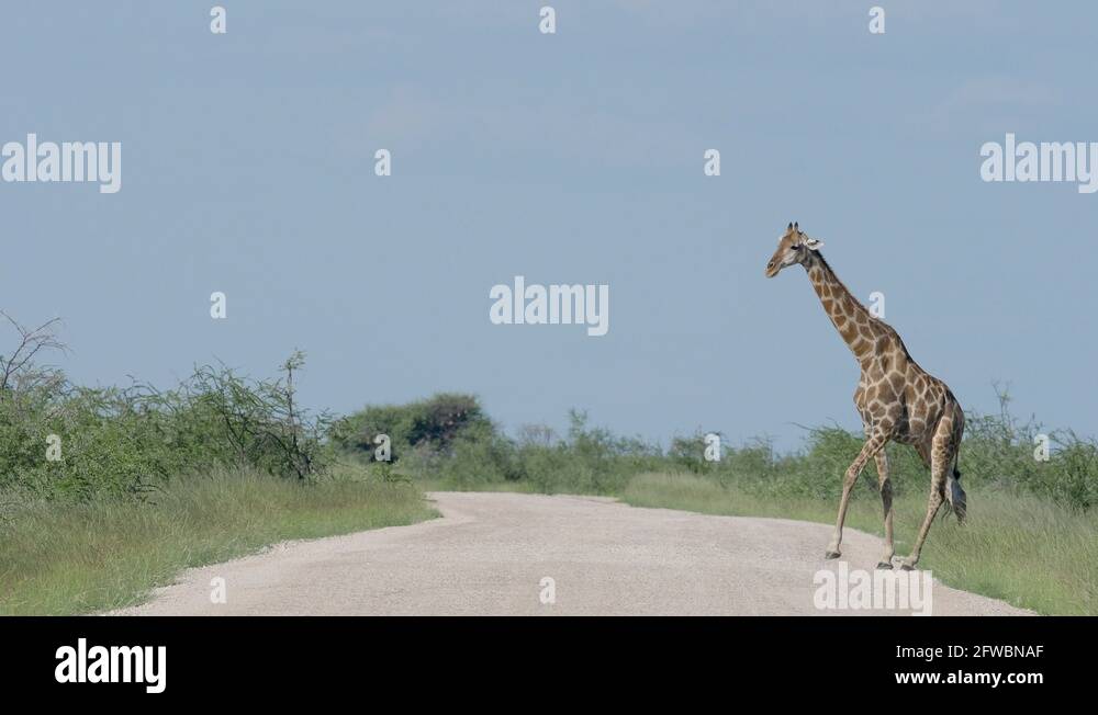 Giraffe crossing road Stock Videos & Footage - HD and 4K Video Clips ...