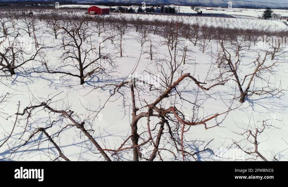 Pruning back trees Stock Videos & Footage - HD and 4K Video Clips - Alamy