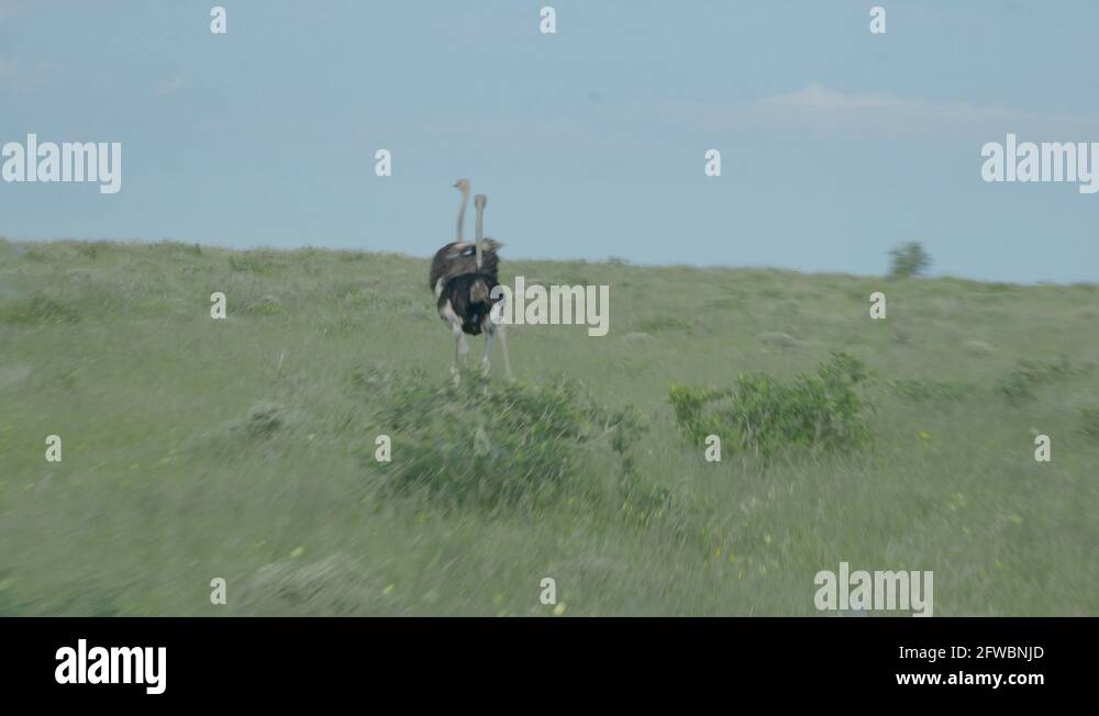 Ostrich predator Stock Videos & Footage - HD and 4K Video Clips - Alamy