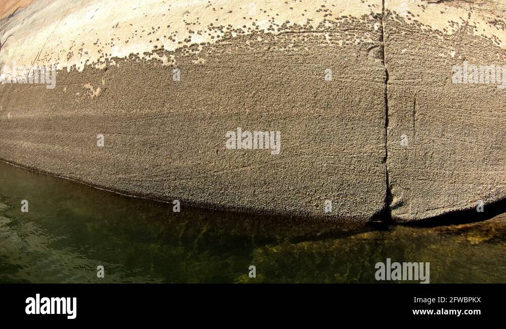 Invasive Quagga and Zebra Mussels Attached to Cliff in Lake Powell Utah ...