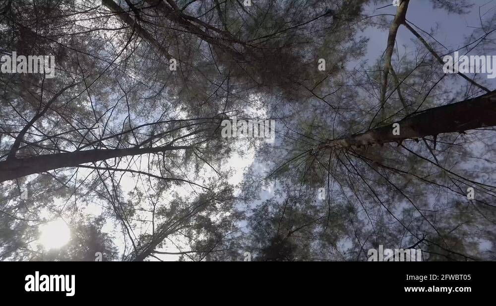 Pine tree in malaysia Stock Videos & Footage - HD and 4K Video Clips ...