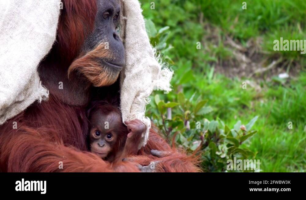 Rare ape Stock Videos & Footage - HD and 4K Video Clips - Alamy