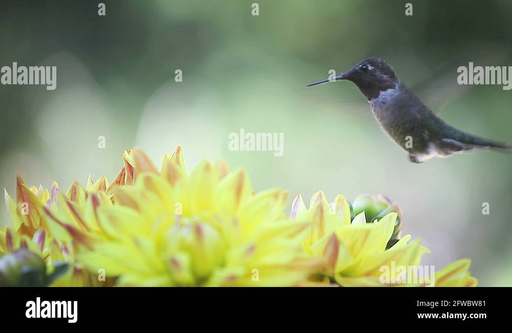 Yellow hummingbird Stock Videos & Footage - HD and 4K Video Clips - Alamy
