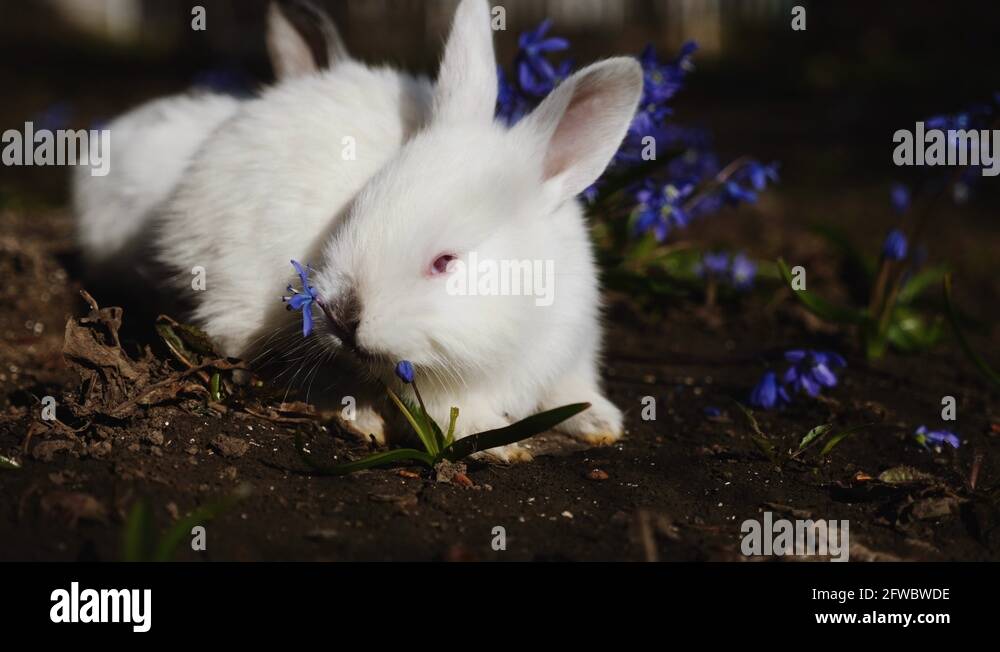 Bunny in spring Stock Videos & Footage - HD and 4K Video Clips - Alamy